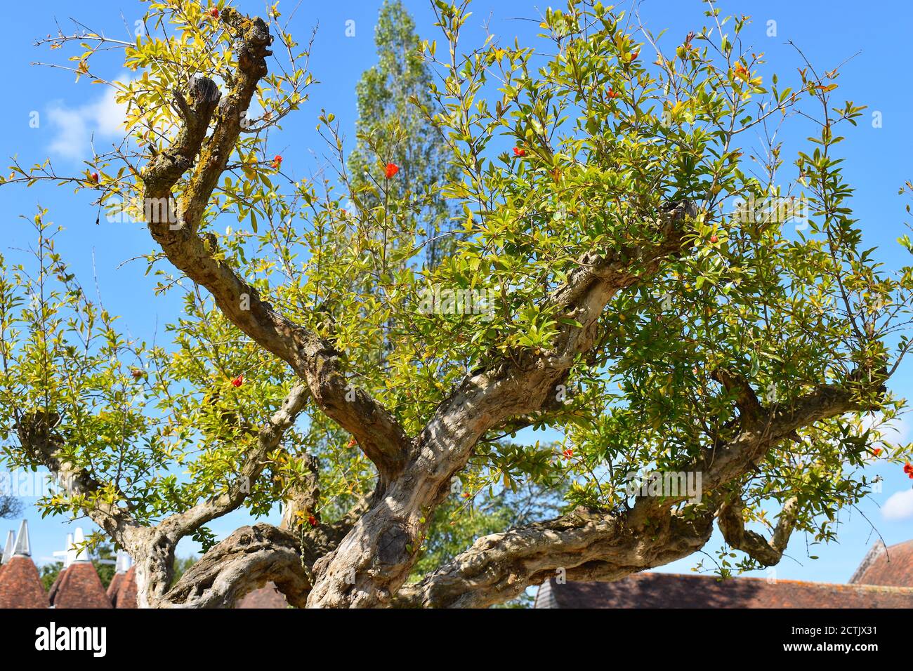 Pomegranate tree with glossy leaves growing in whorls of five or more ...