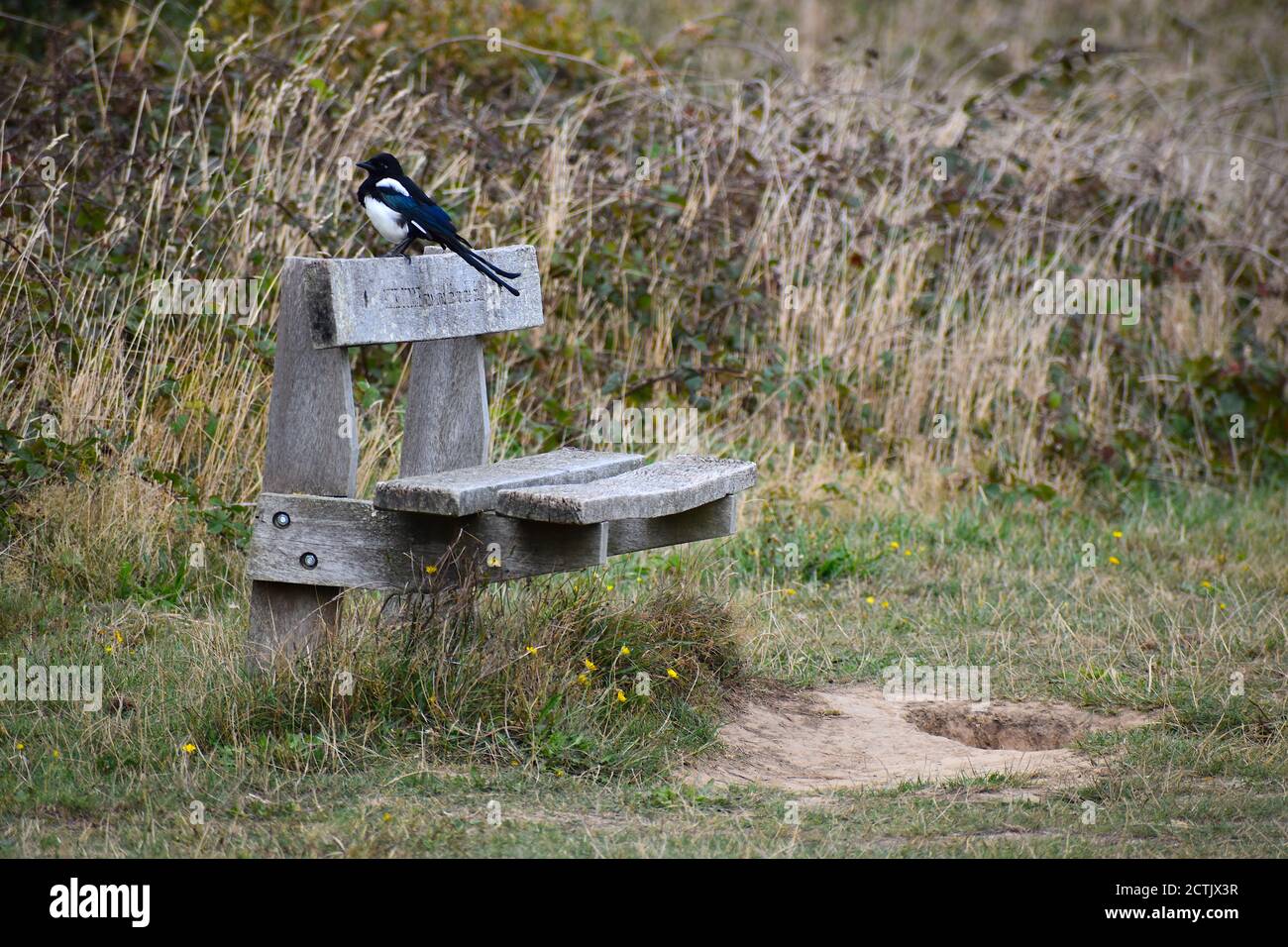 Magpie uk nest hi-res stock photography and images - Alamy