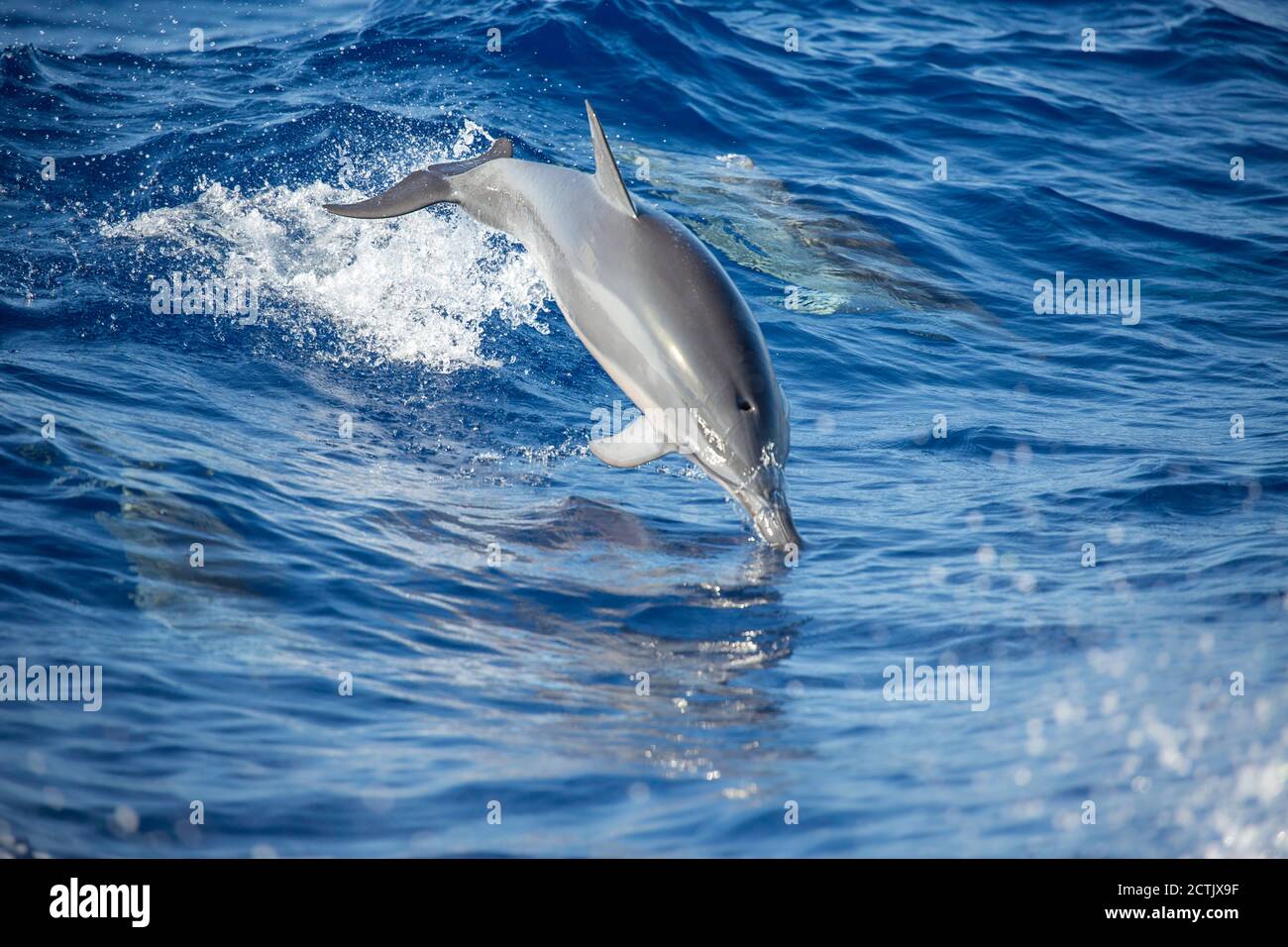 Dolphin blowhole hi-res stock photography and images - Alamy