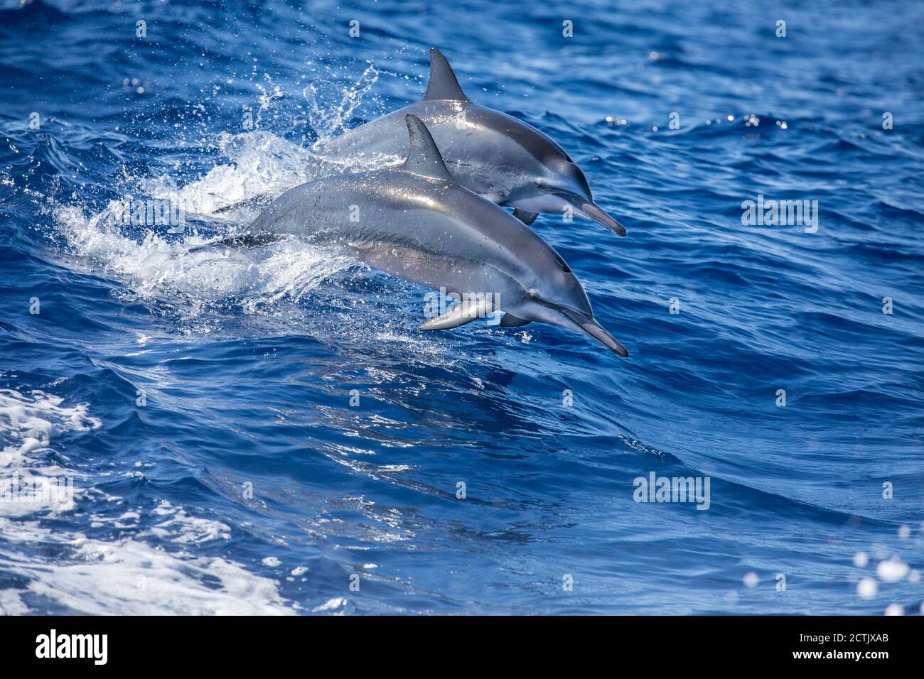 A pair of spinner dolphin, Stenella longirostris, leap out of the ...