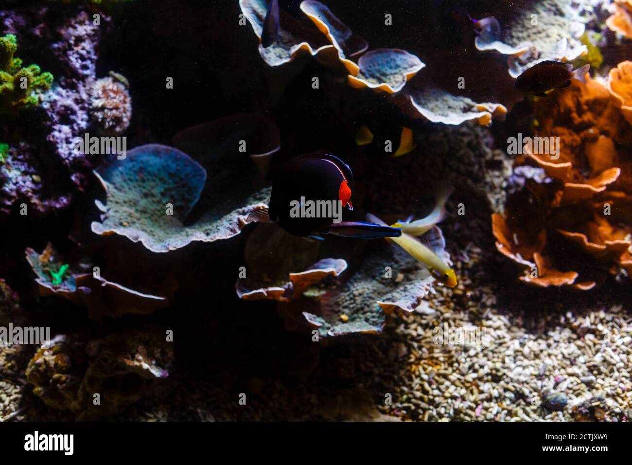 Little colorful fish, bright coral reef in aquarium. Underwater life ...