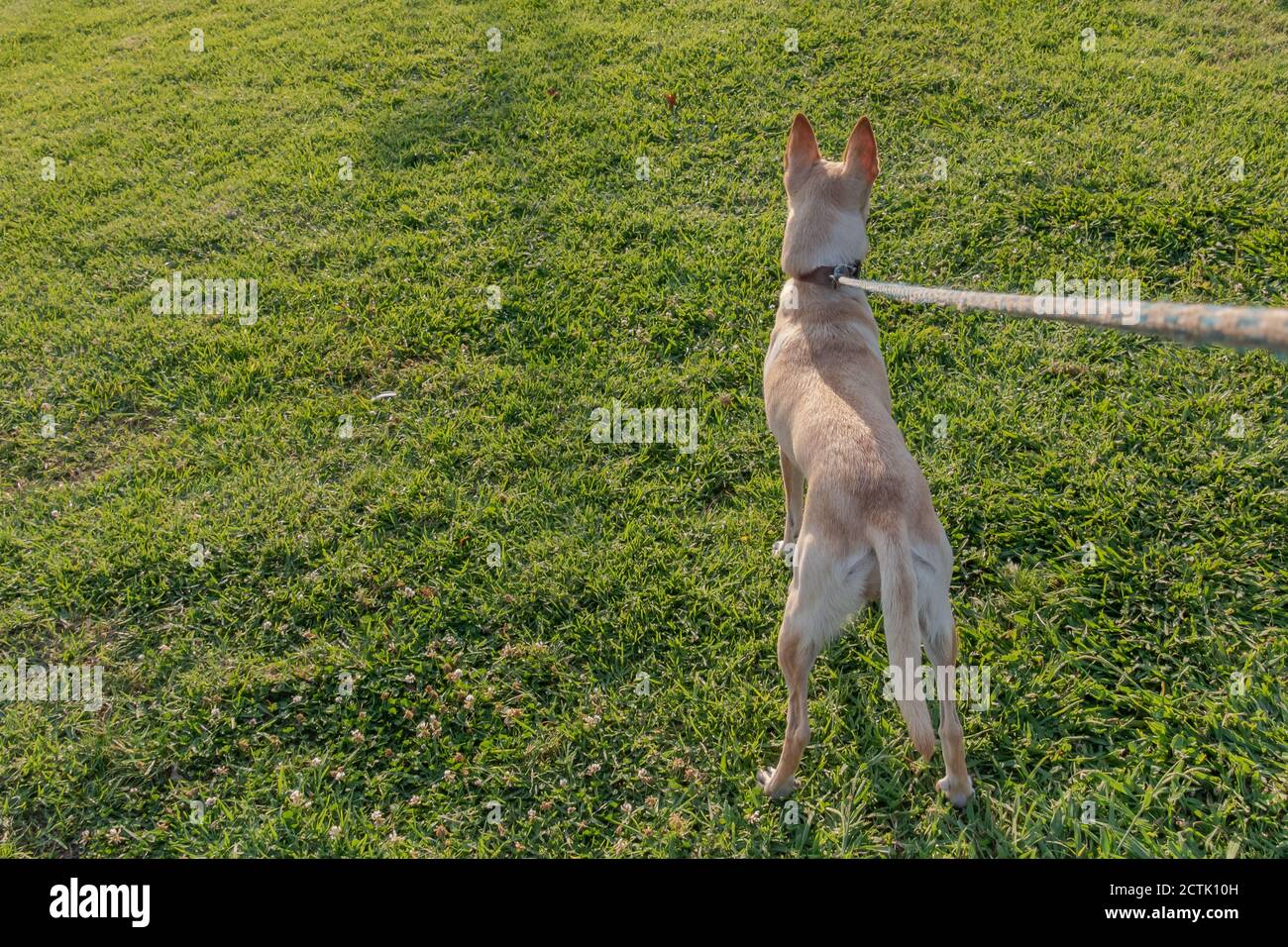 Portuguese canine hi-res stock photography and images - Alamy
