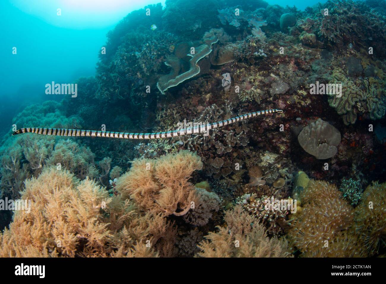 Venomous banded yellowlip sea snake, Laticauda colubrina, also known as ...