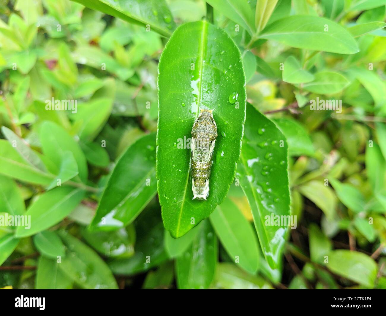 Rain worm hi-res stock photography and images - Alamy