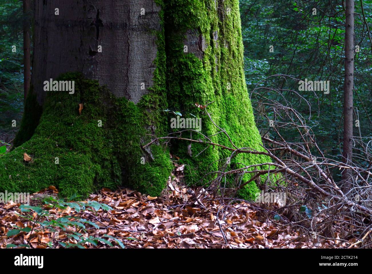 Moss-covered forest tree Stock Photo - Alamy