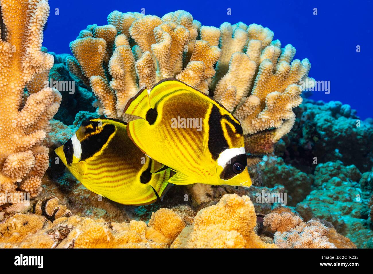 Chaetodon lunula raccoon butterflyfish hi-res stock photography and ...
