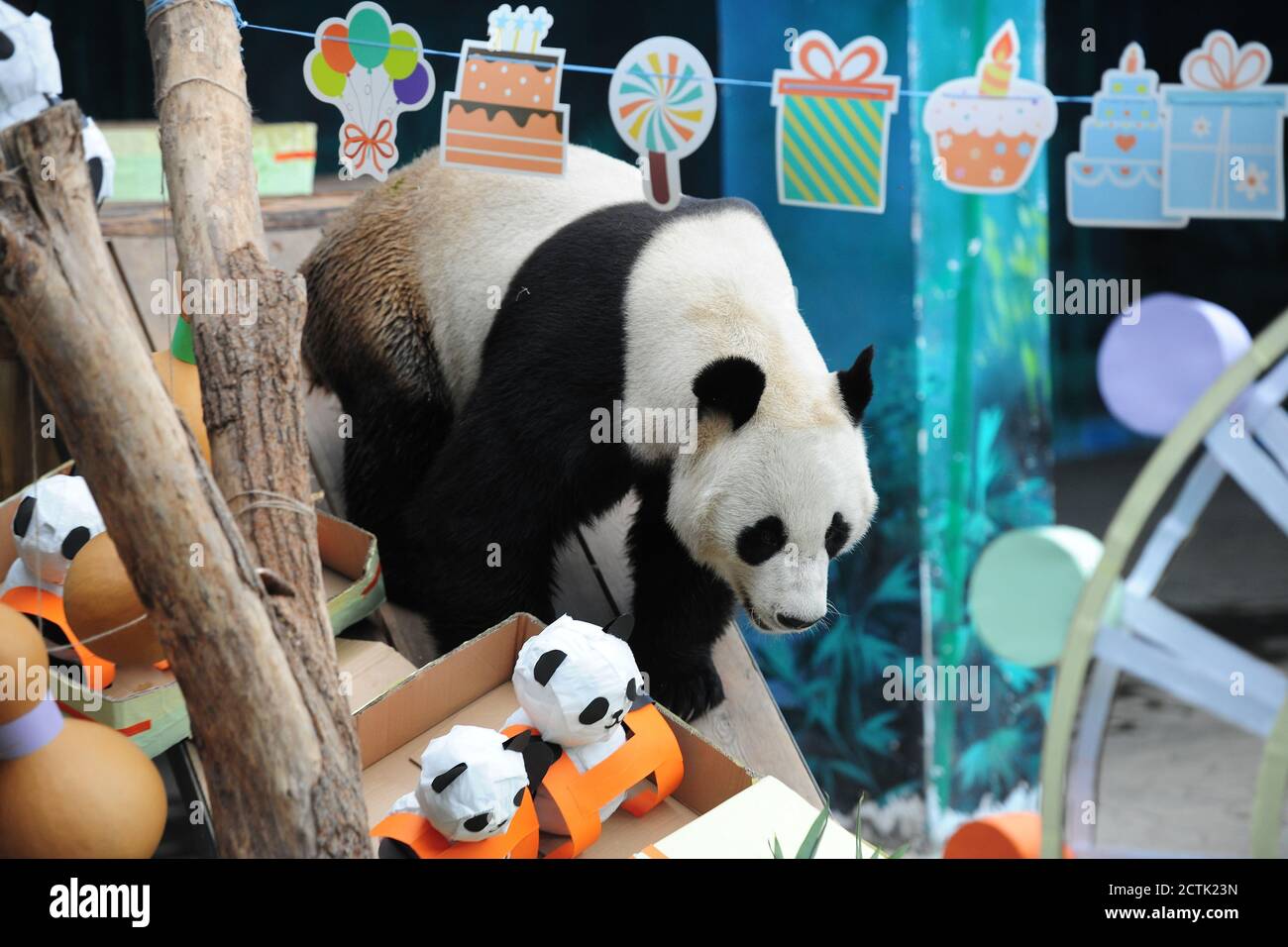 Panda Pupu plays a toy used for decoration for his 6th birthday at the ...