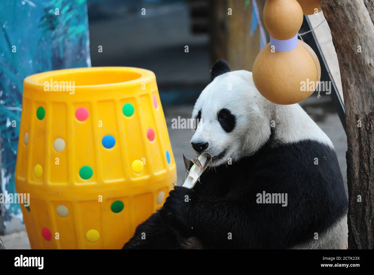 Panda Pupu eats bamboos at his 6th birthday at the Shenyang Forest Wild ...