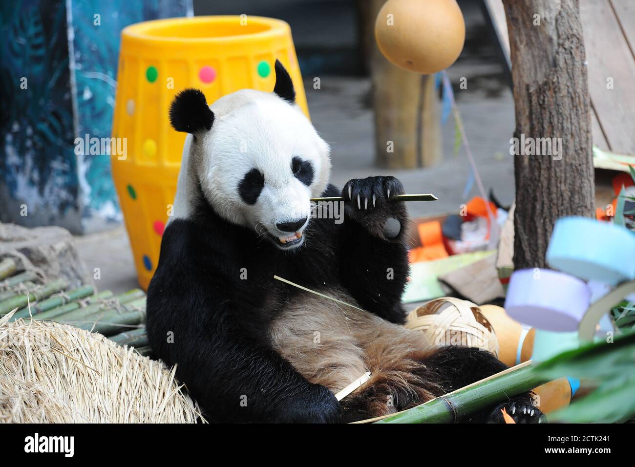 Panda Pupu eats bamboos at his 6th birthday at the Shenyang Forest Wild ...