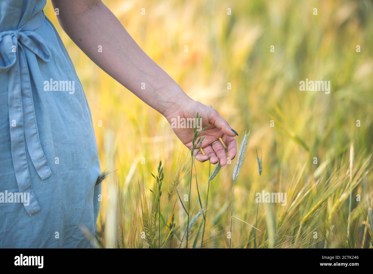 Young woman hand touching crop while standing in agricultural field ...