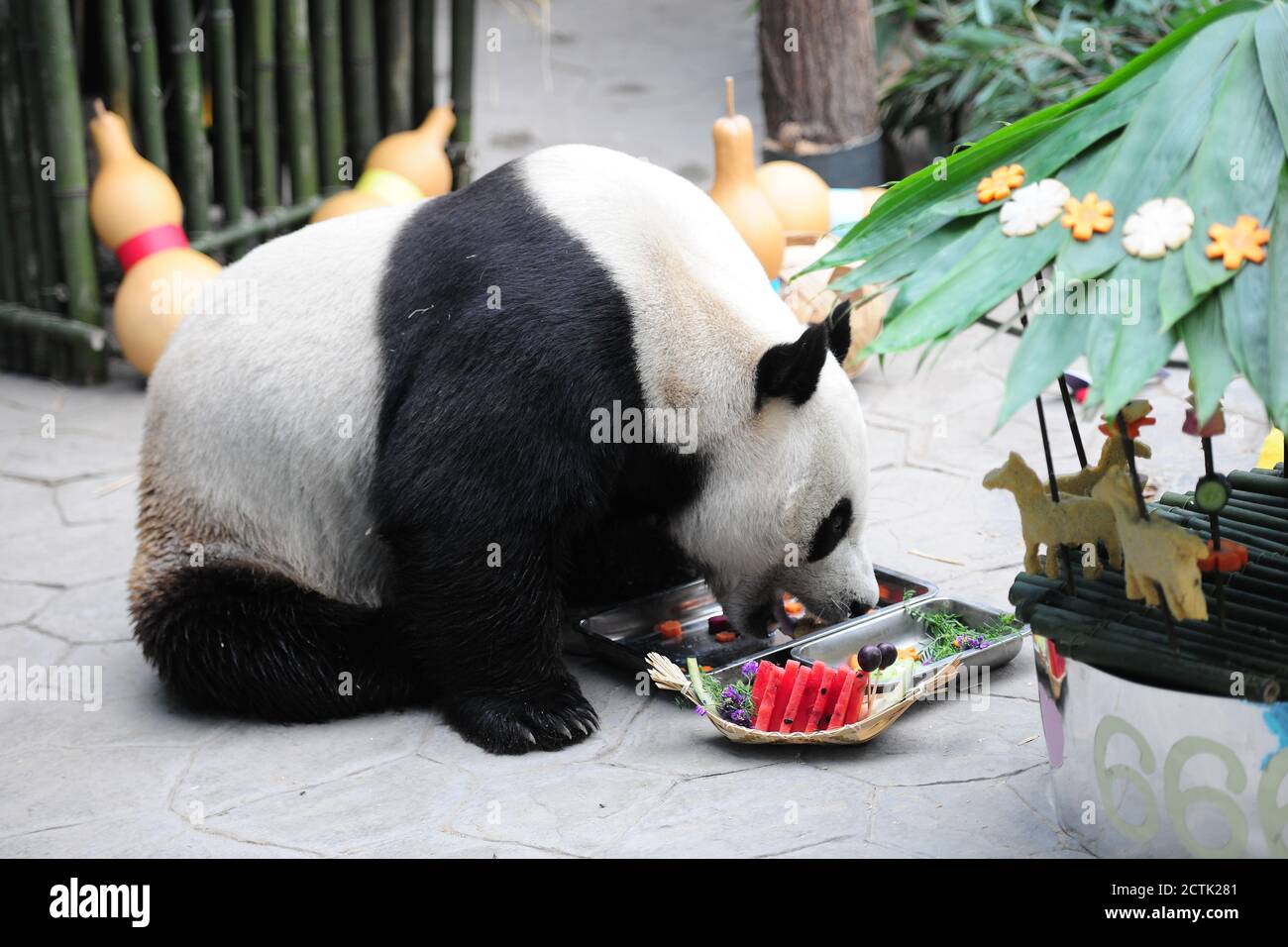 Panda Pupu eats food prepared for his 6th birthday at the Shenyang ...
