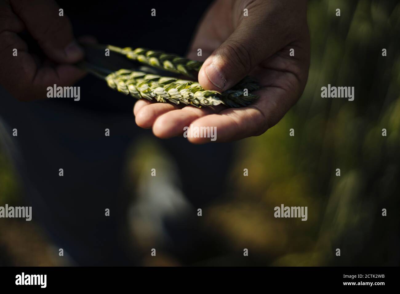 Hand holding crop hi-res stock photography and images - Alamy