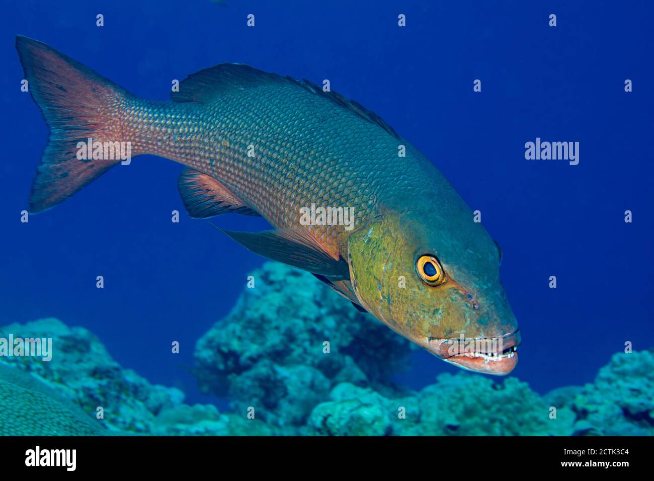 Two spot red snappers hi-res stock photography and images - Alamy