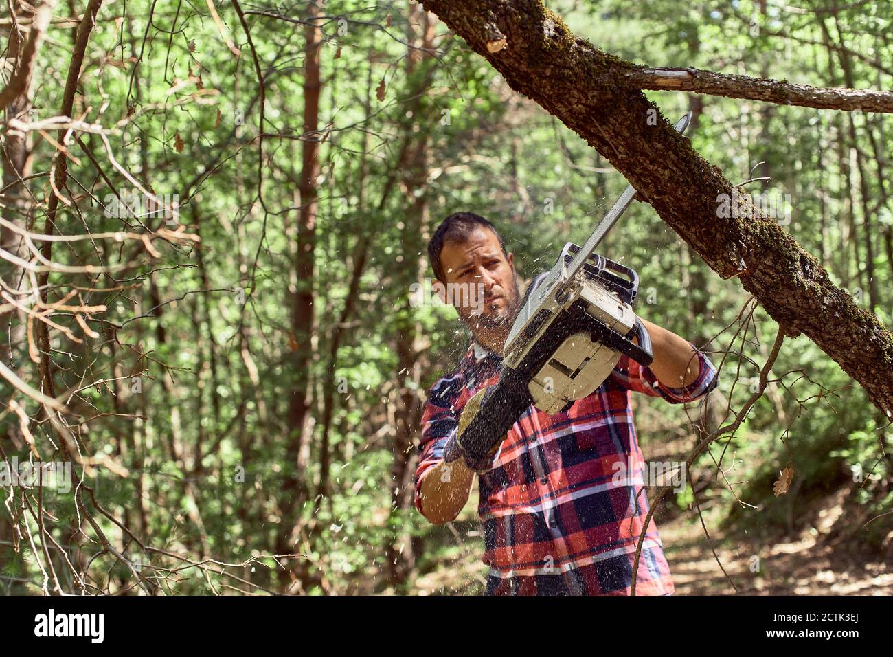 Lumberjack cutting tree branch with chainsaw in forest Stock Photo - Alamy