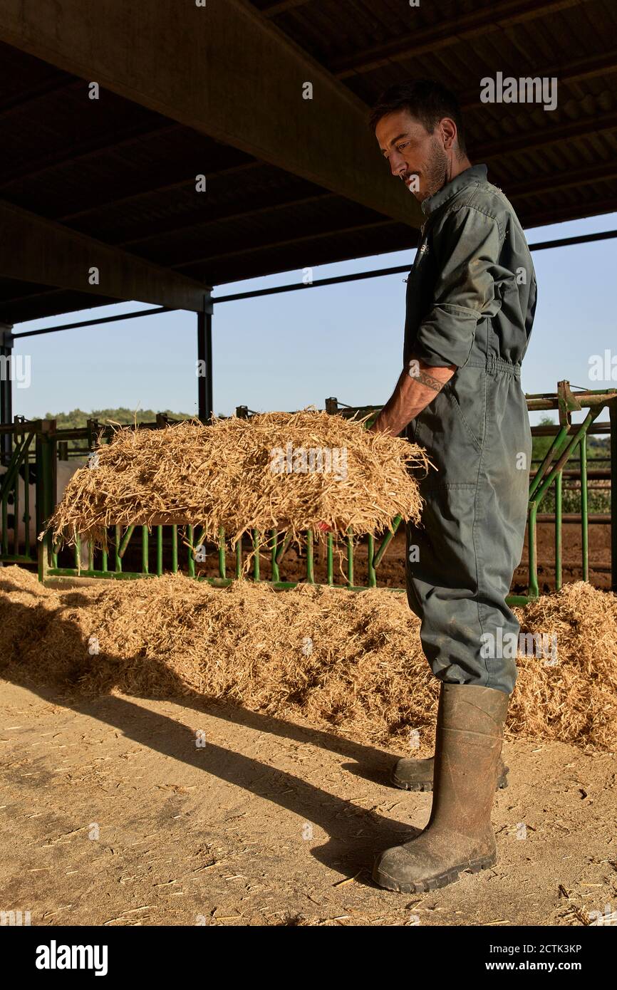 Farmer collecting fodder in shovel at farm Stock Photo - Alamy