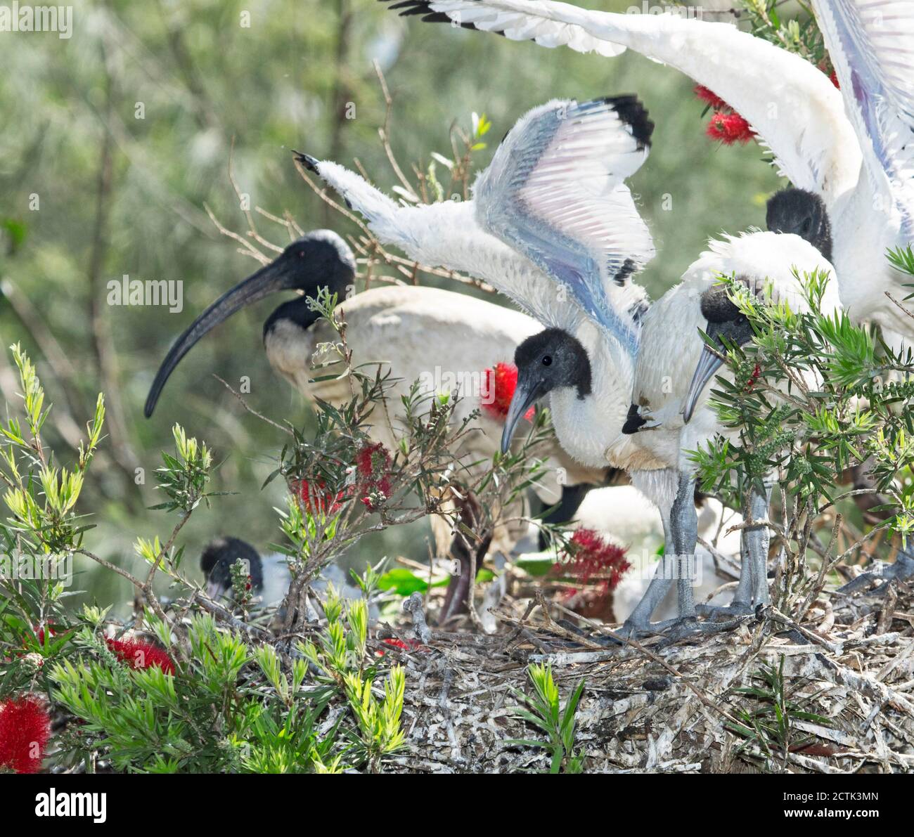 White Sacred ibis chicks / fledglings with adult bird, Threskiornis ...