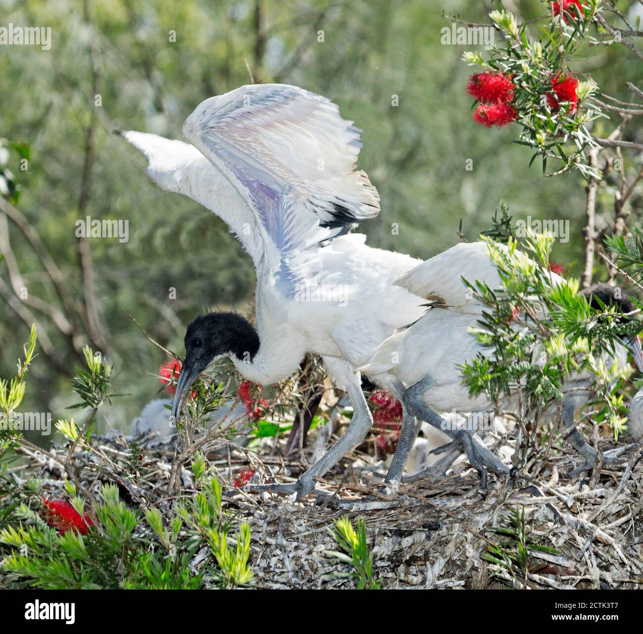 Baby australian white ibis hi-res stock photography and images - Alamy