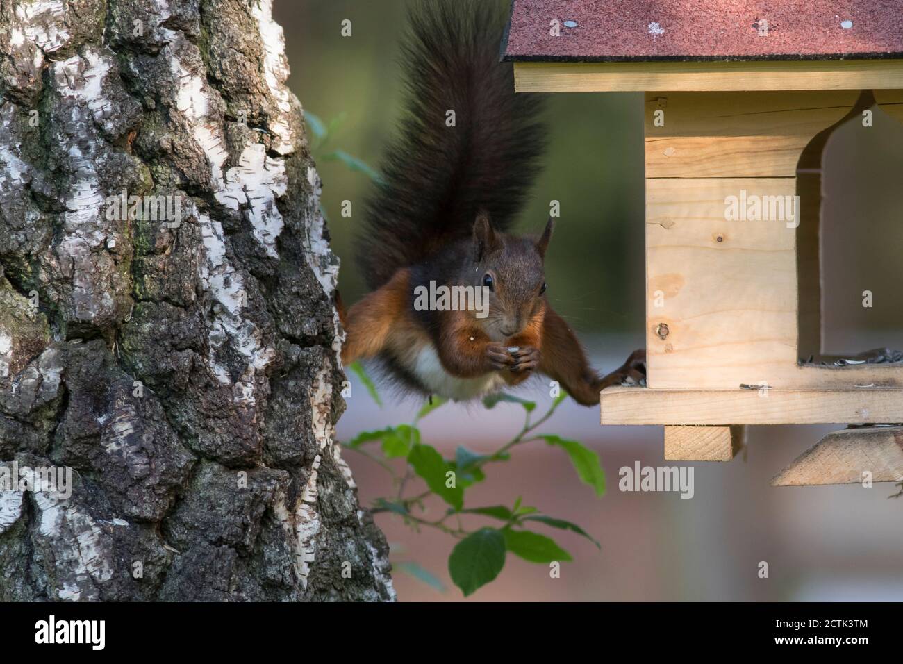 Seed eating animals hi-res stock photography and images - Alamy