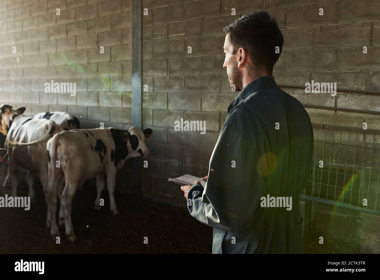 Farmer checking cattle hi-res stock photography and images - Alamy