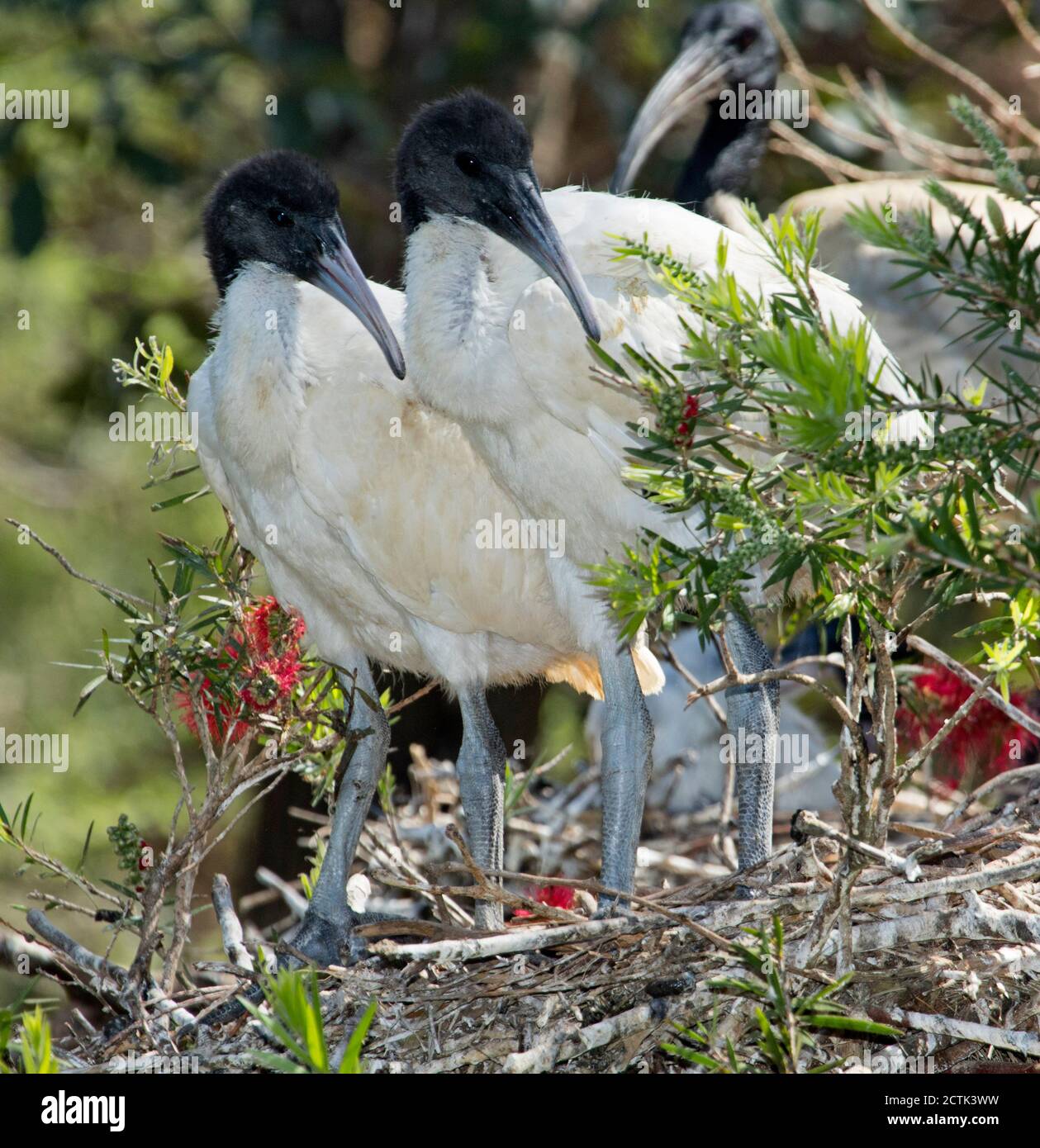 Baby australian white ibis hi-res stock photography and images - Alamy
