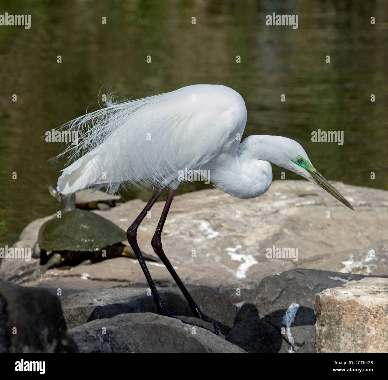 Australian intermediate egrets hi-res stock photography and images - Alamy