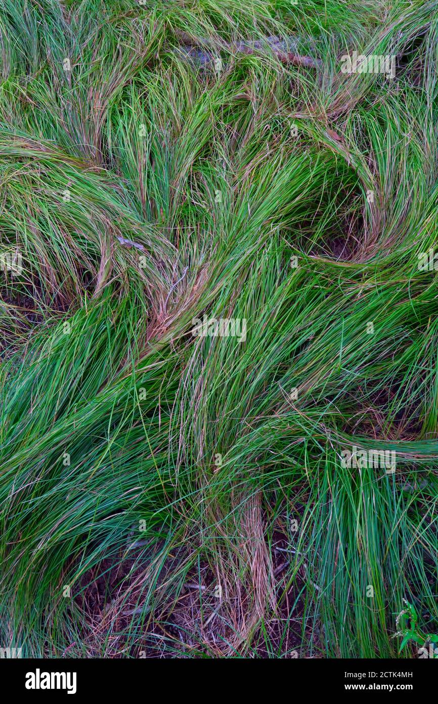 Forest and grass hi-res stock photography and images - Alamy