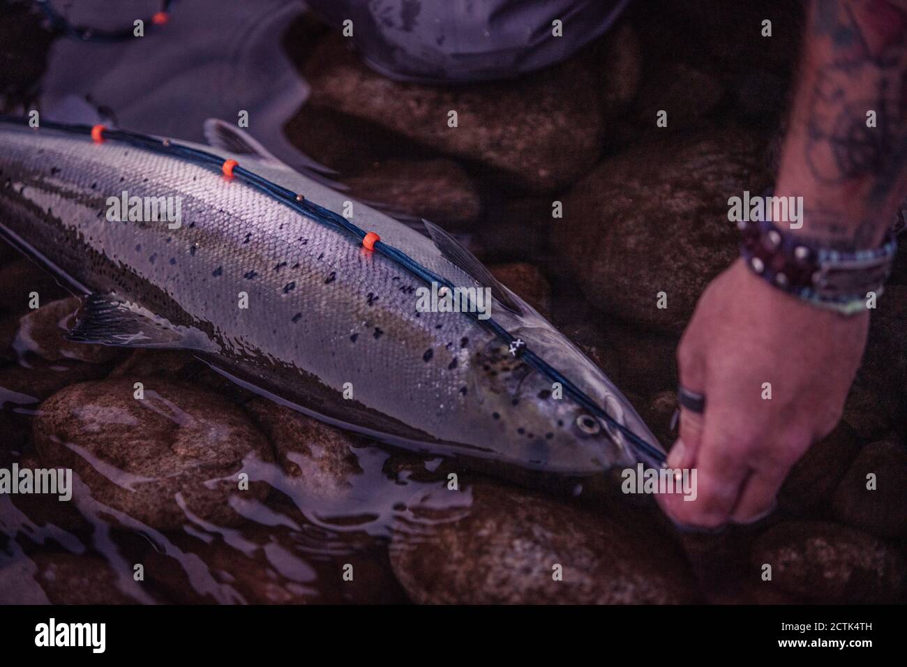 Fly fisherman hand measuring salmon fish at riverbank Stock Photo - Alamy