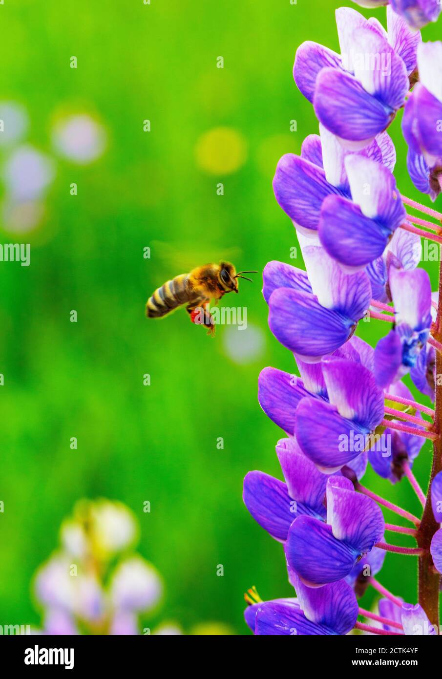 Flying bee hi-res stock photography and images - Alamy