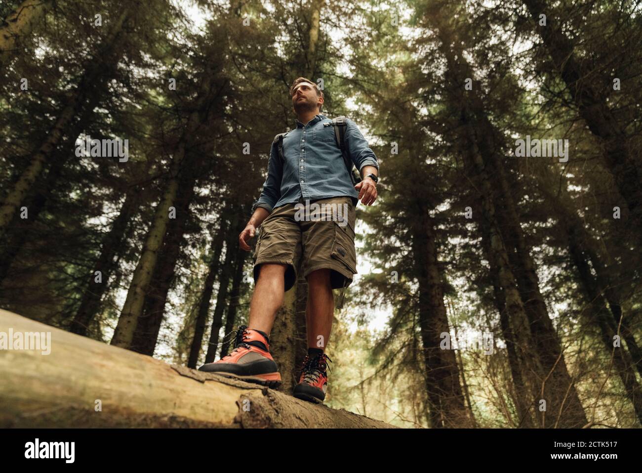 Man standing on log against trees in forest Stock Photo - Alamy