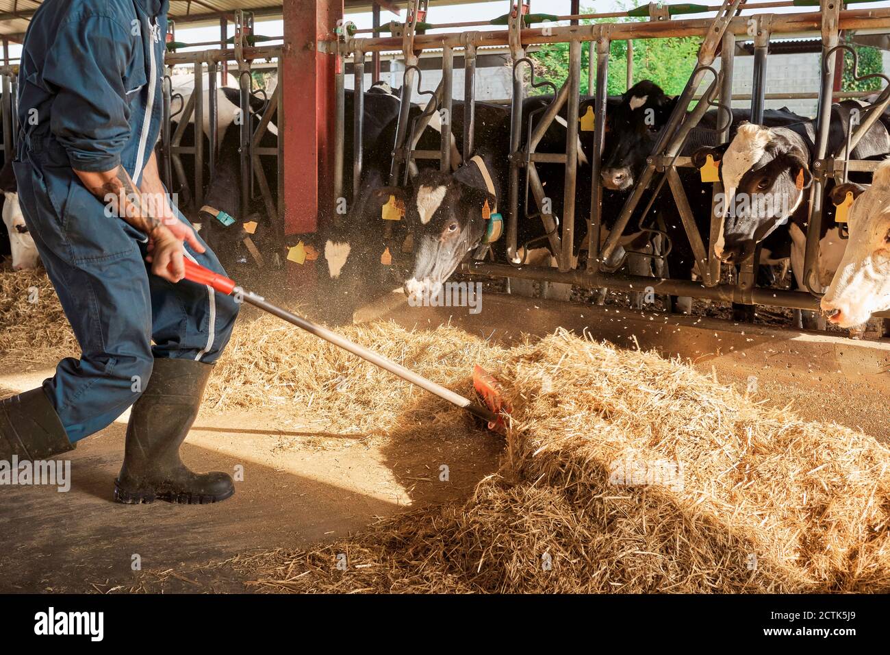 Sunlight in barn with feeding cows hi-res stock photography and images ...