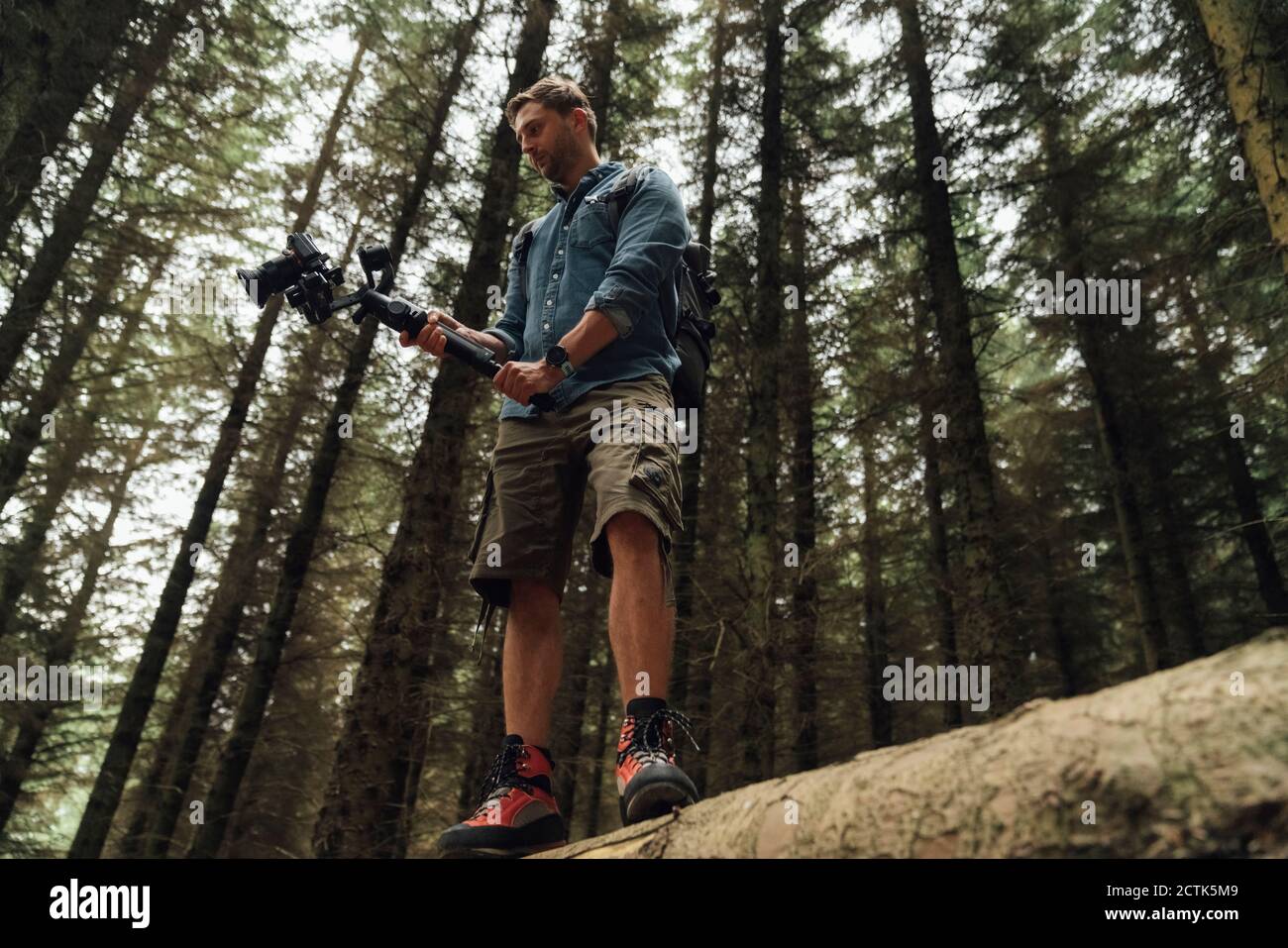 Gimbal tree hi-res stock photography and images - Alamy