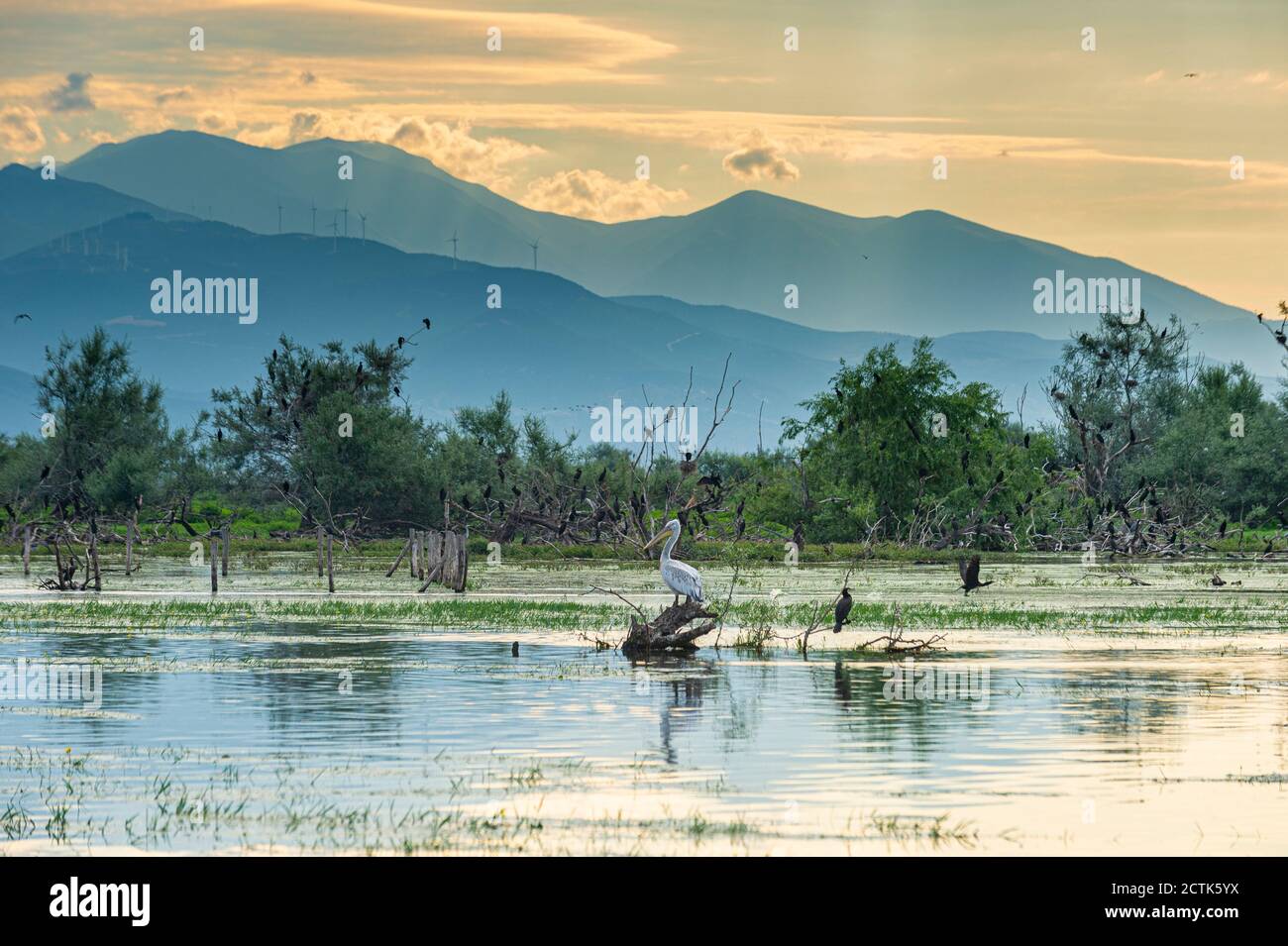 Floating tree stump hi-res stock photography and images - Alamy