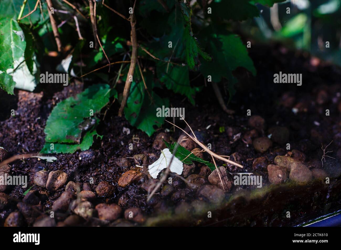 Walking stick insect or Phasmids also known as stick insects, stick ...