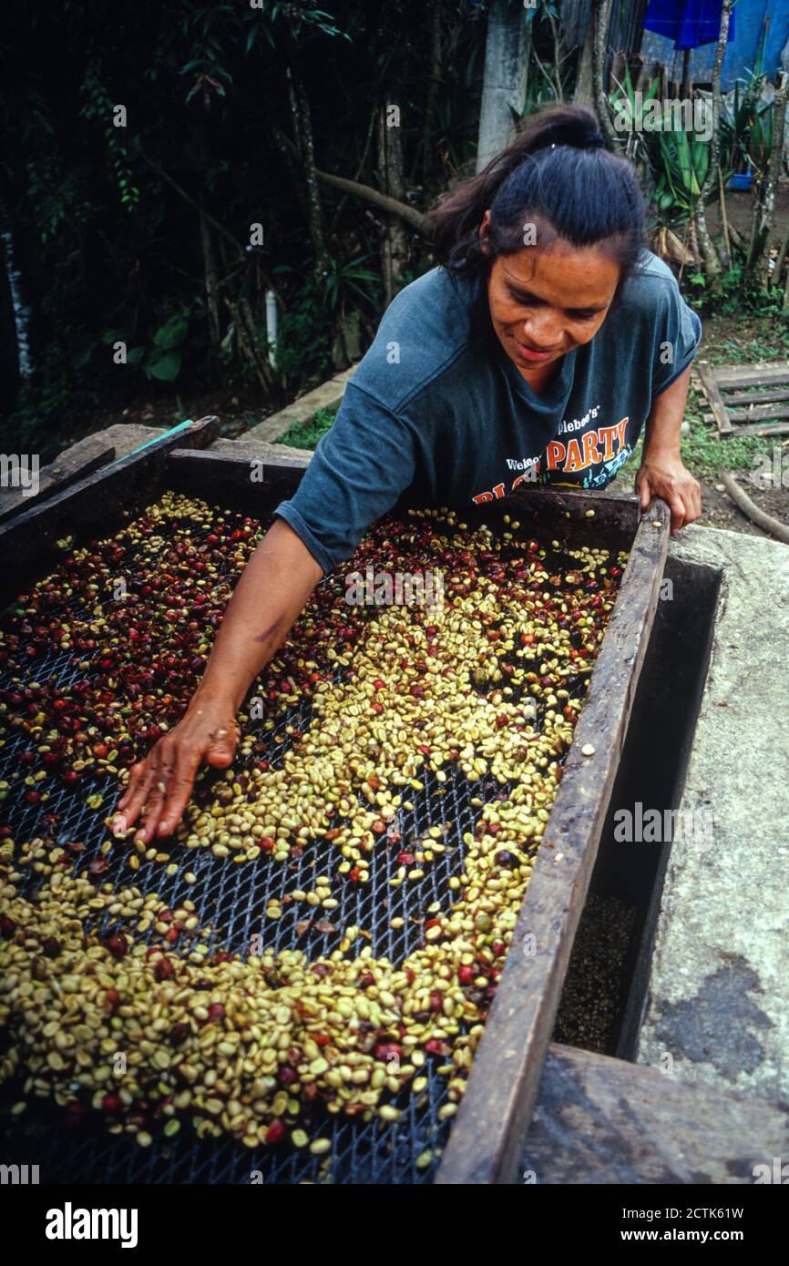 Woman cleaning beans honduras hi-res stock photography and images - Alamy