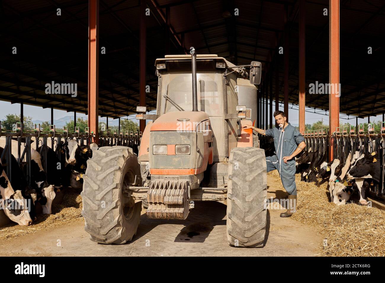 Farmer standing by tractor in cows cattle Stock Photo - Alamy