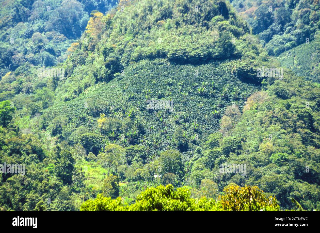 San Luis Planes, Honduras. Deforestation: Hillside Forest Gives Way to ...