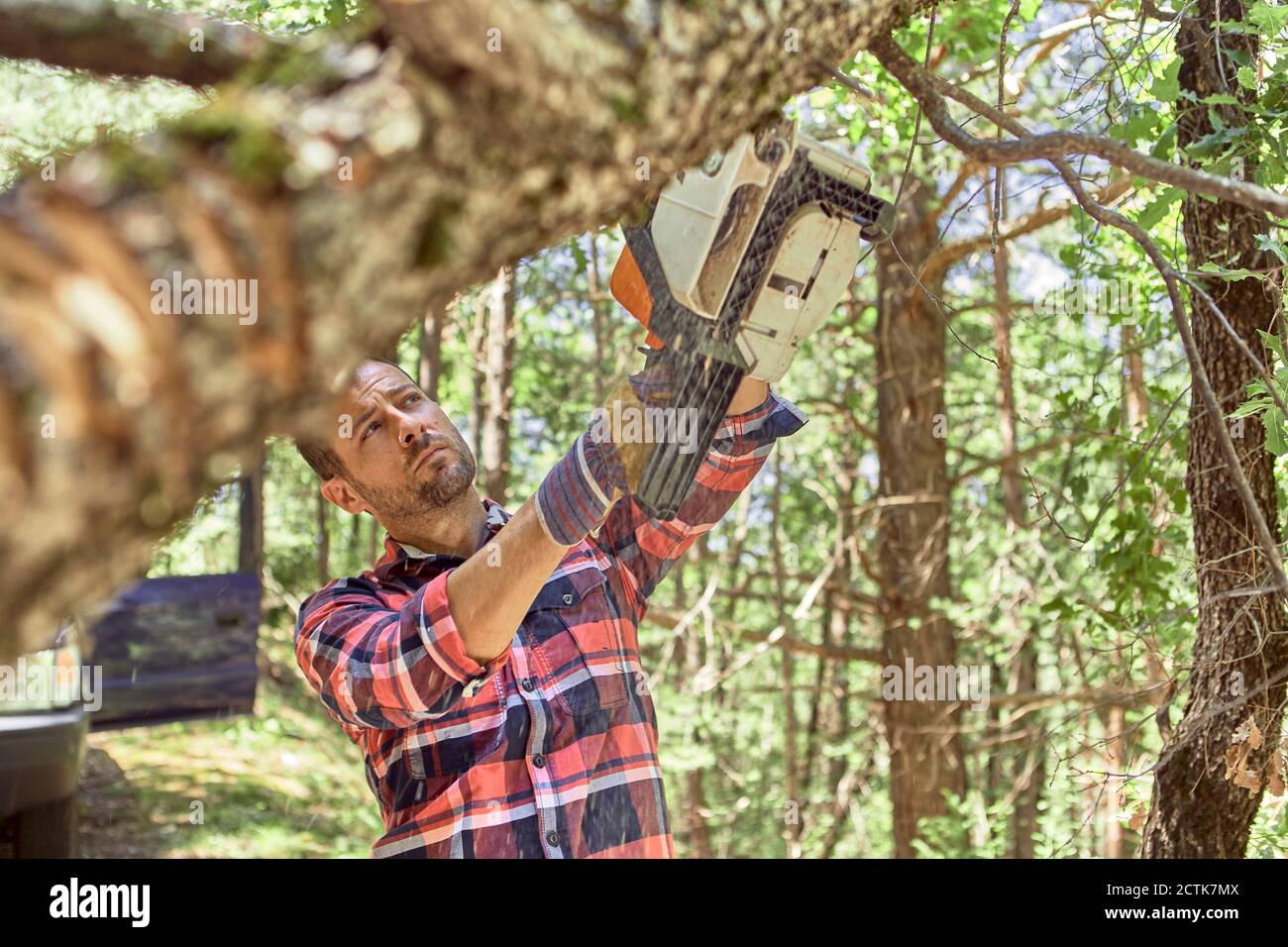 Lumberjack using chainsaw for cutting tree in forest Stock Photo - Alamy