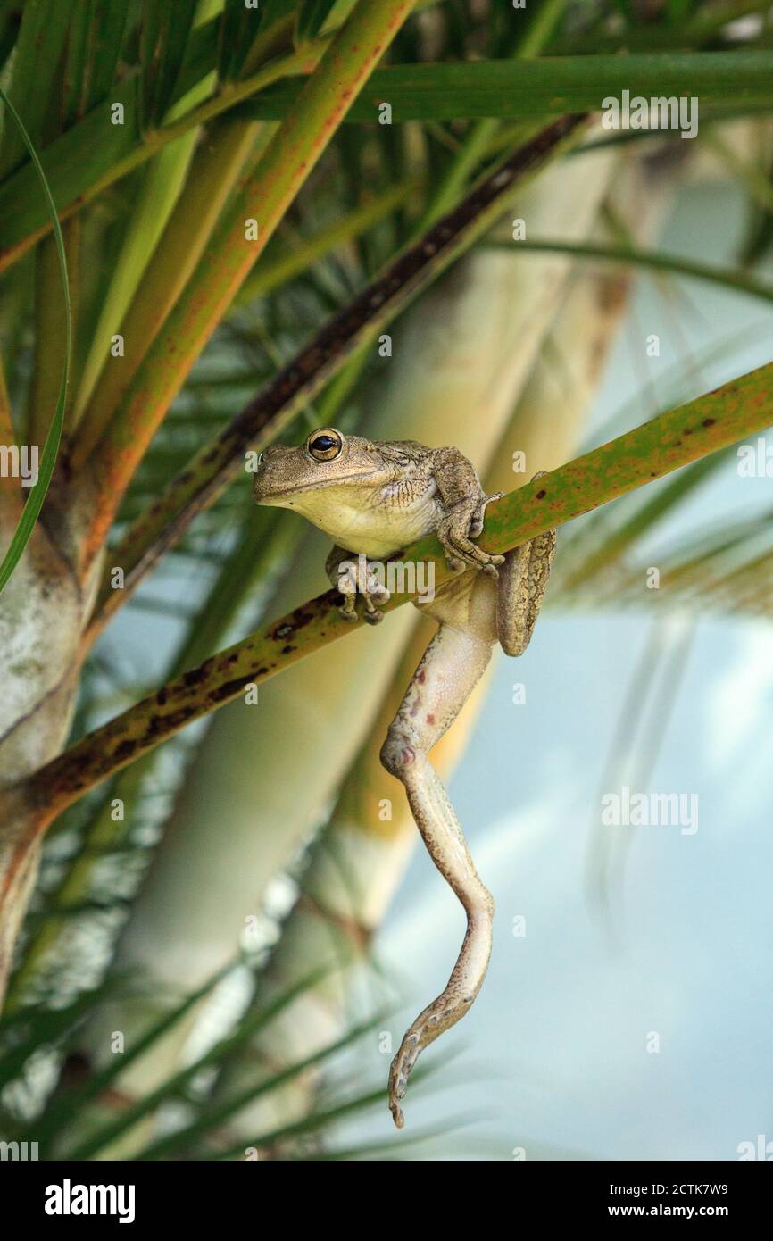 Cuban Tree Frog Osteopilus septentrionalis hangs on an areca palm in ...