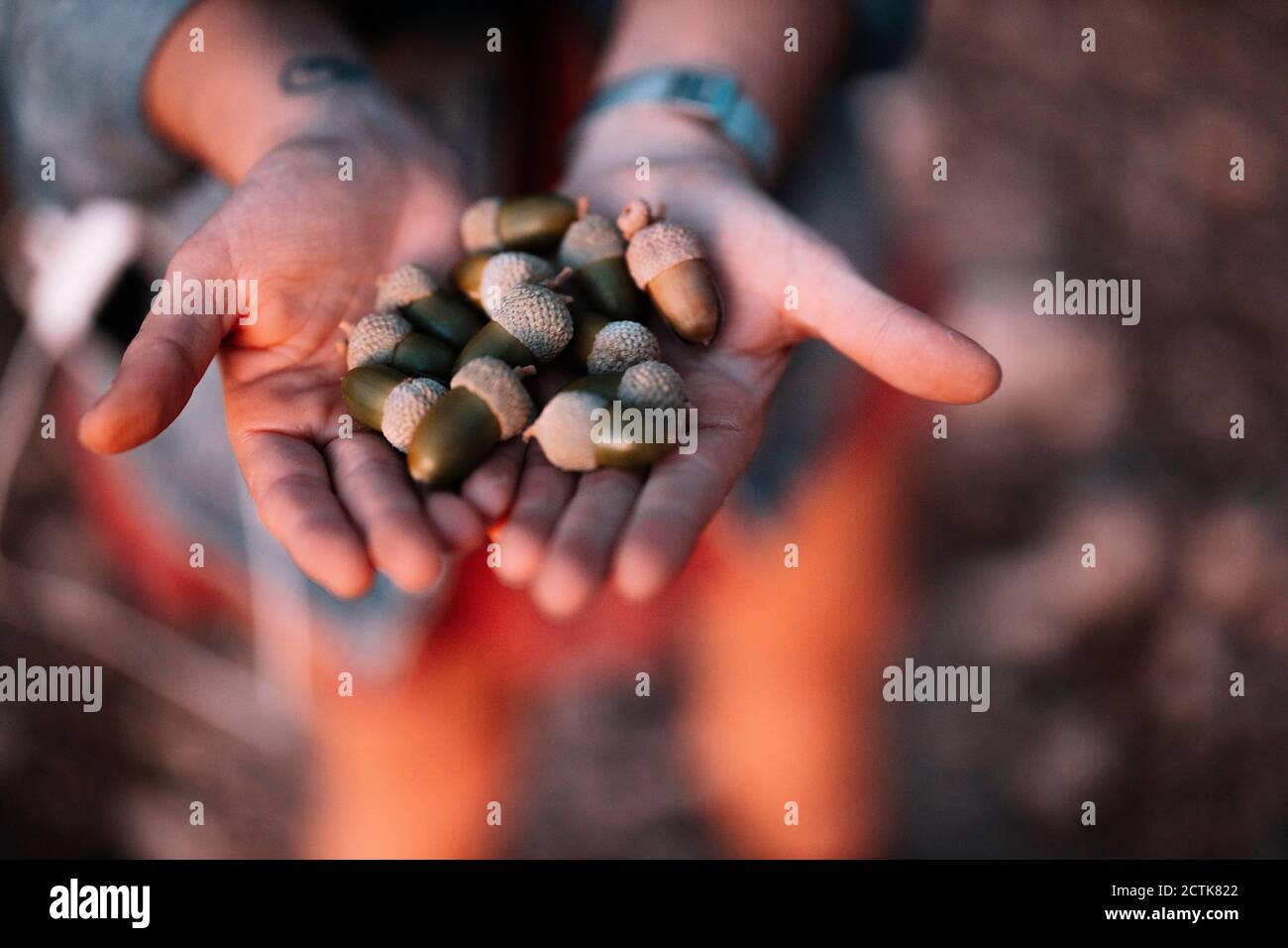 Acorn image hi-res stock photography and images - Alamy
