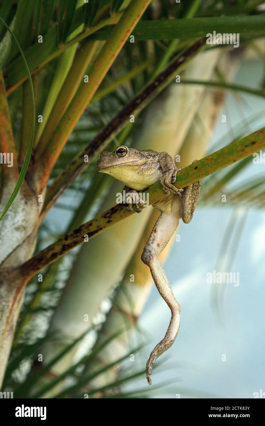 Cuban Tree Frog Osteopilus septentrionalis hangs on an areca palm in ...