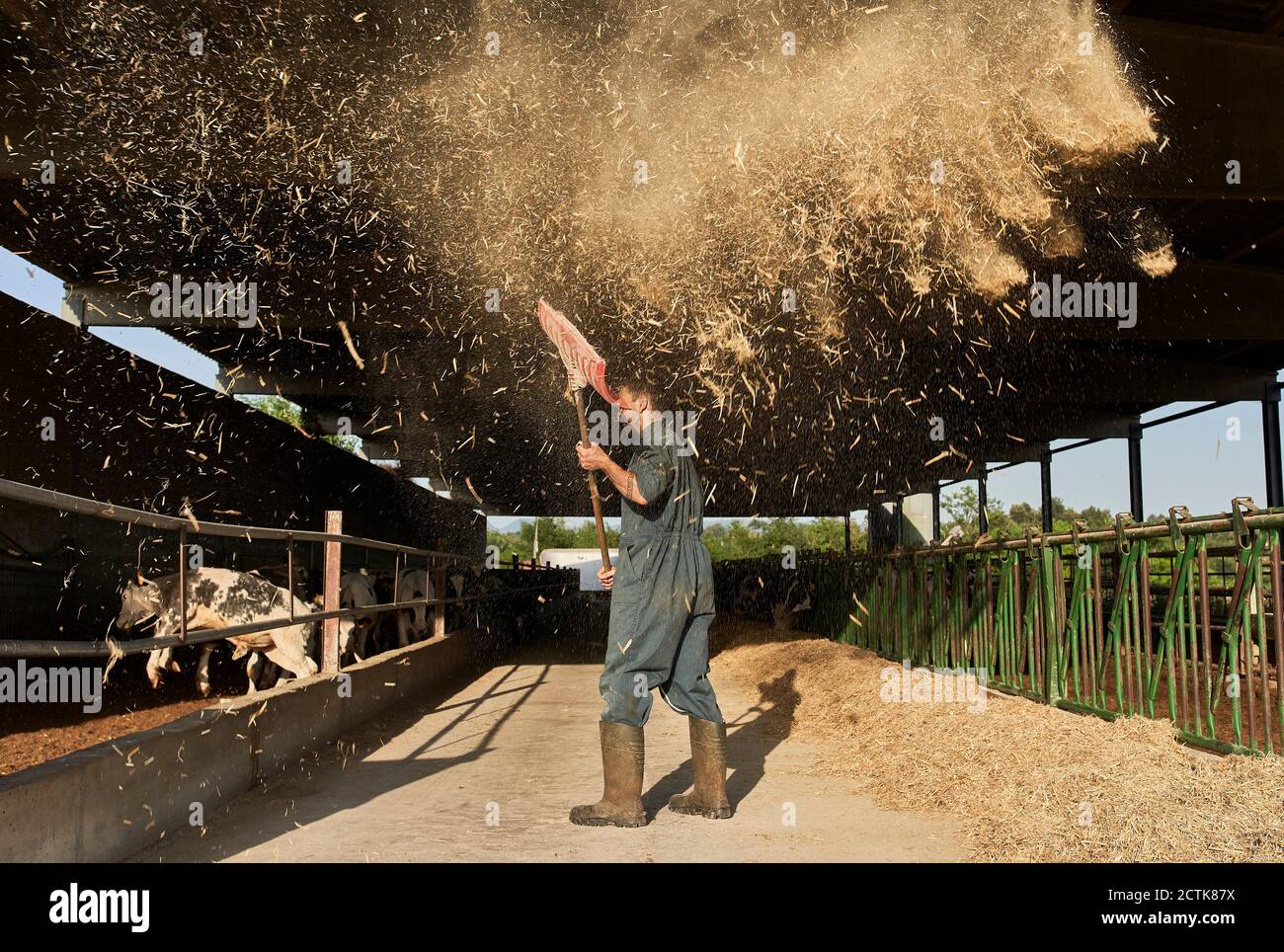 Farmer throwing fodder with shovel in air near livestock at farm Stock ...