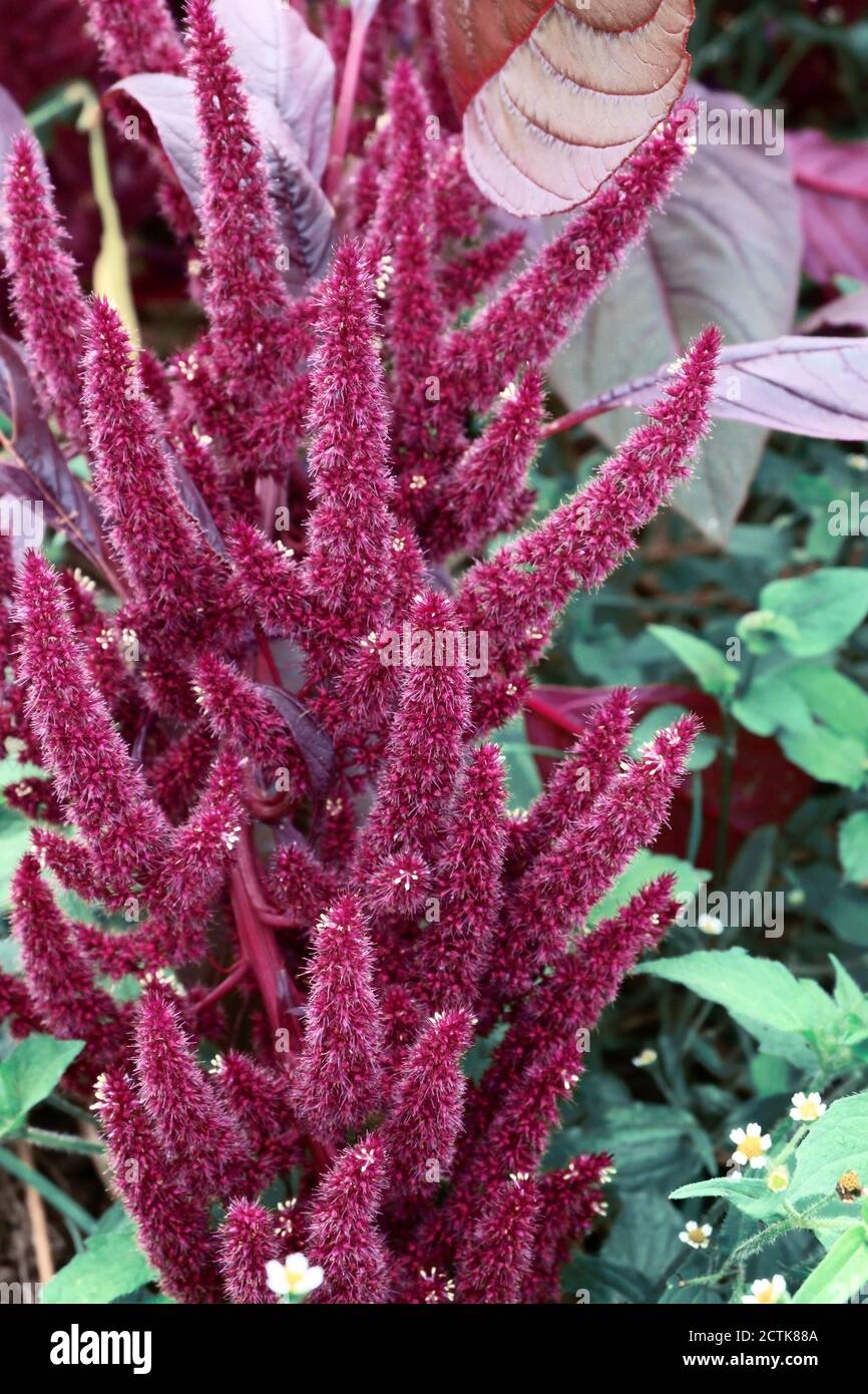 Purple red amaranthus hi-res stock photography and images - Alamy