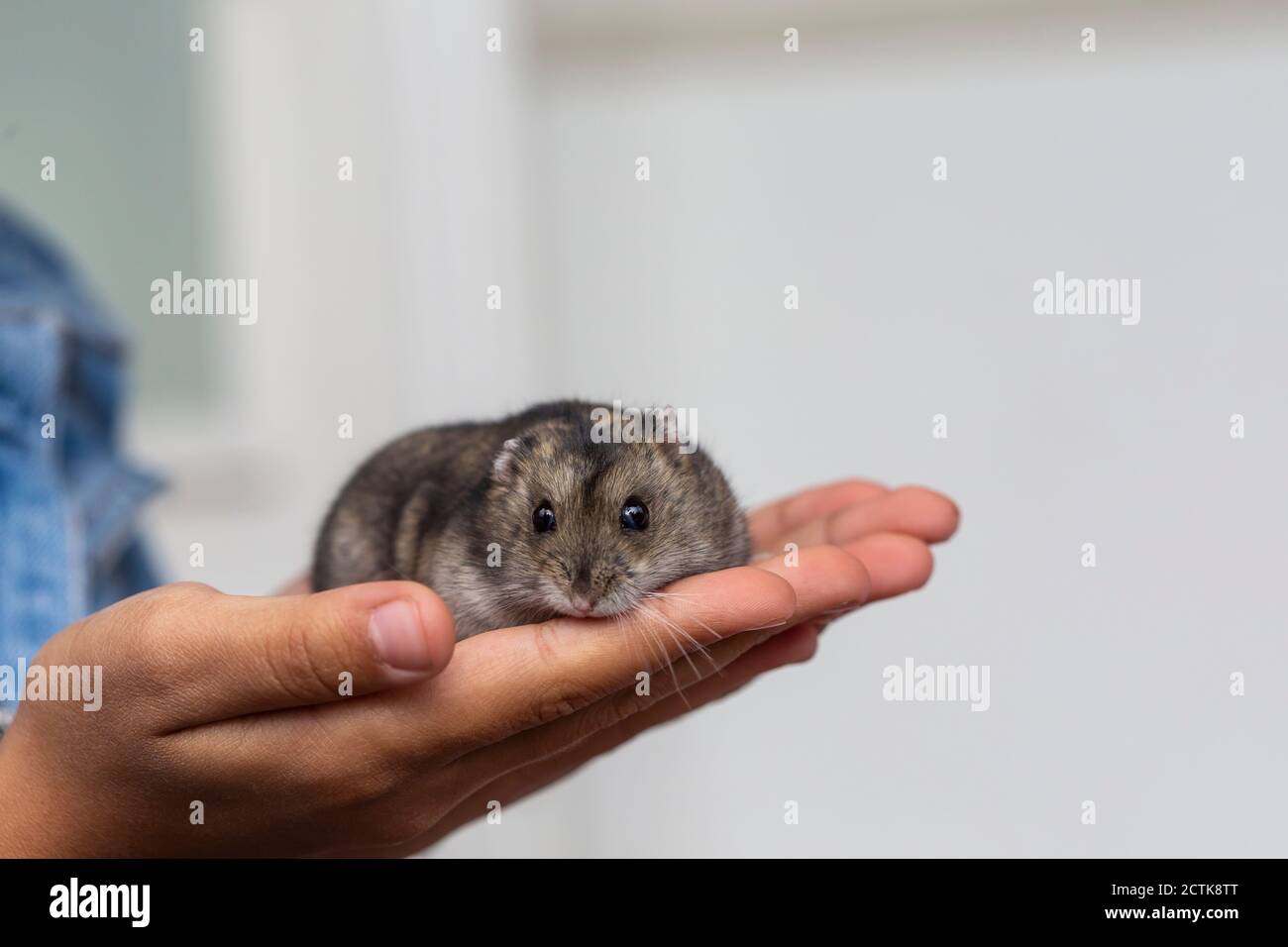 Human hamster hi-res stock photography and images - Alamy