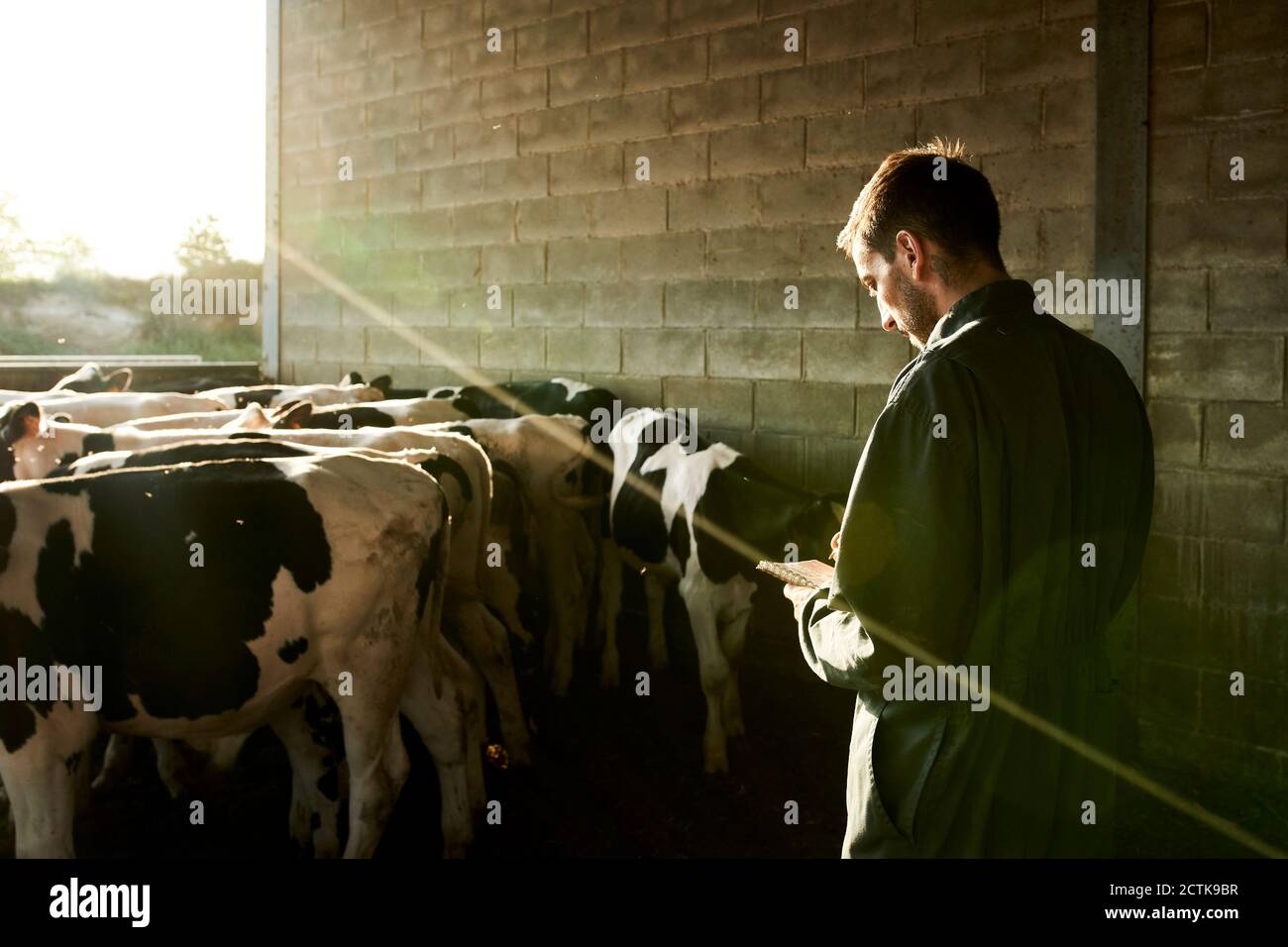 Farmer checking on count of bulls and taking notes at farm Stock Photo ...