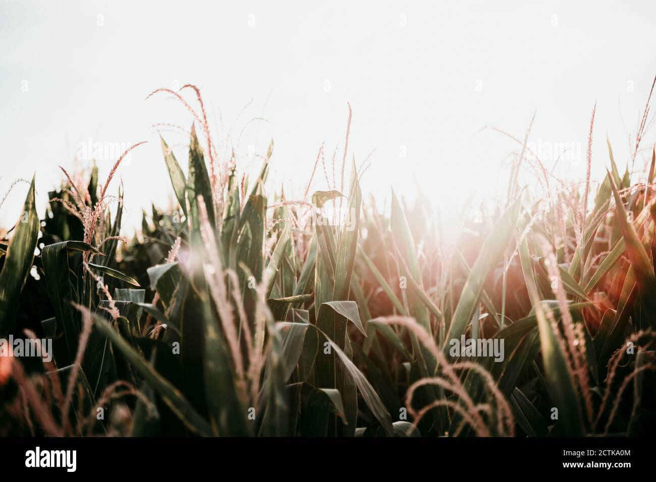 Sunset cornfield hi-res stock photography and images - Alamy