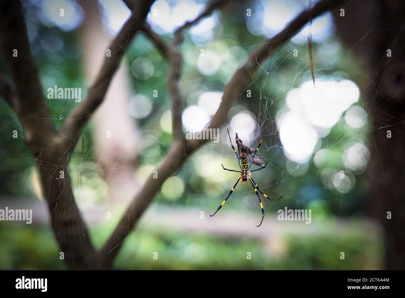 A yellow and black Jorogumo Spider, missing a leg, sits on a web in ...