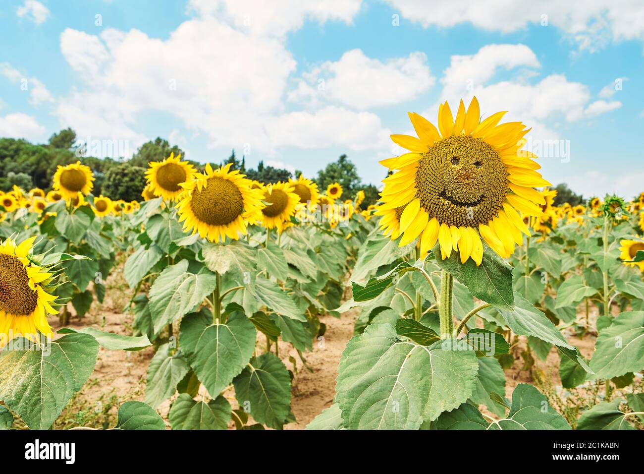 Sunflower with smiley face hi-res stock photography and images - Alamy