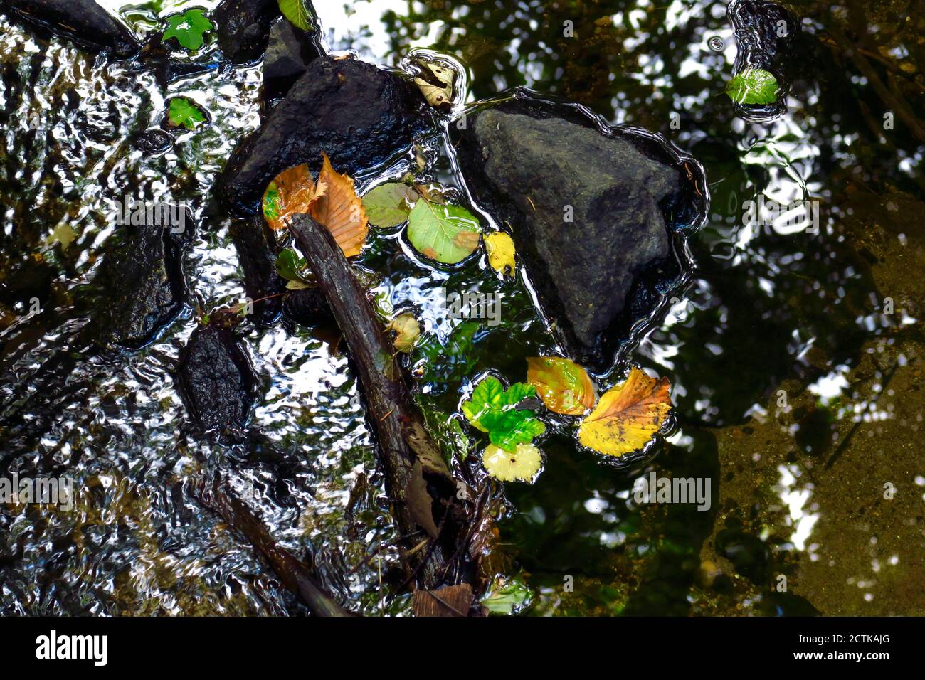 Leaves floating in forest stream Stock Photo - Alamy