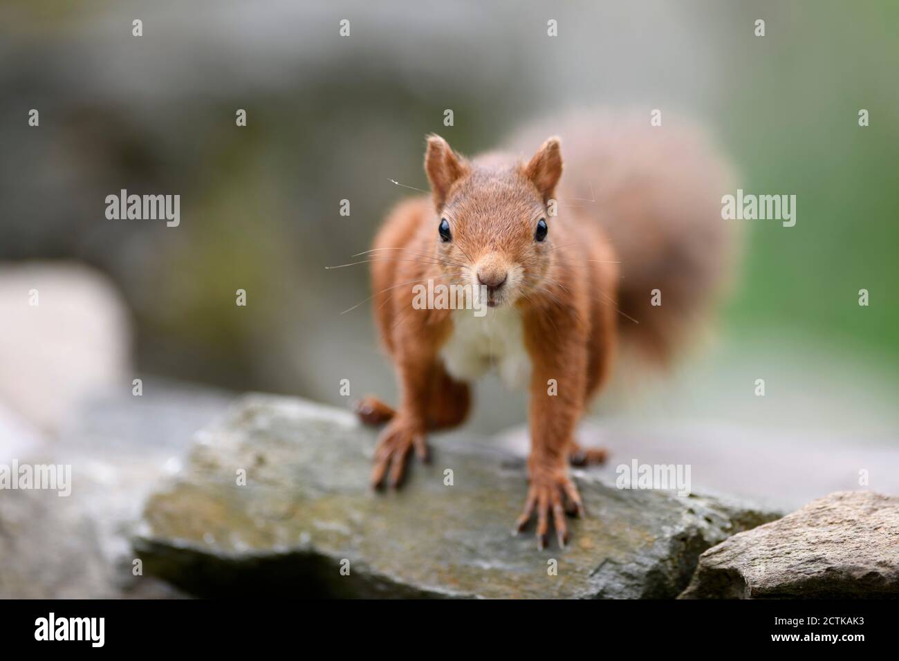 Portrait of Eurasian red squirrel (Sciurus vulgaris) looking curiously ...