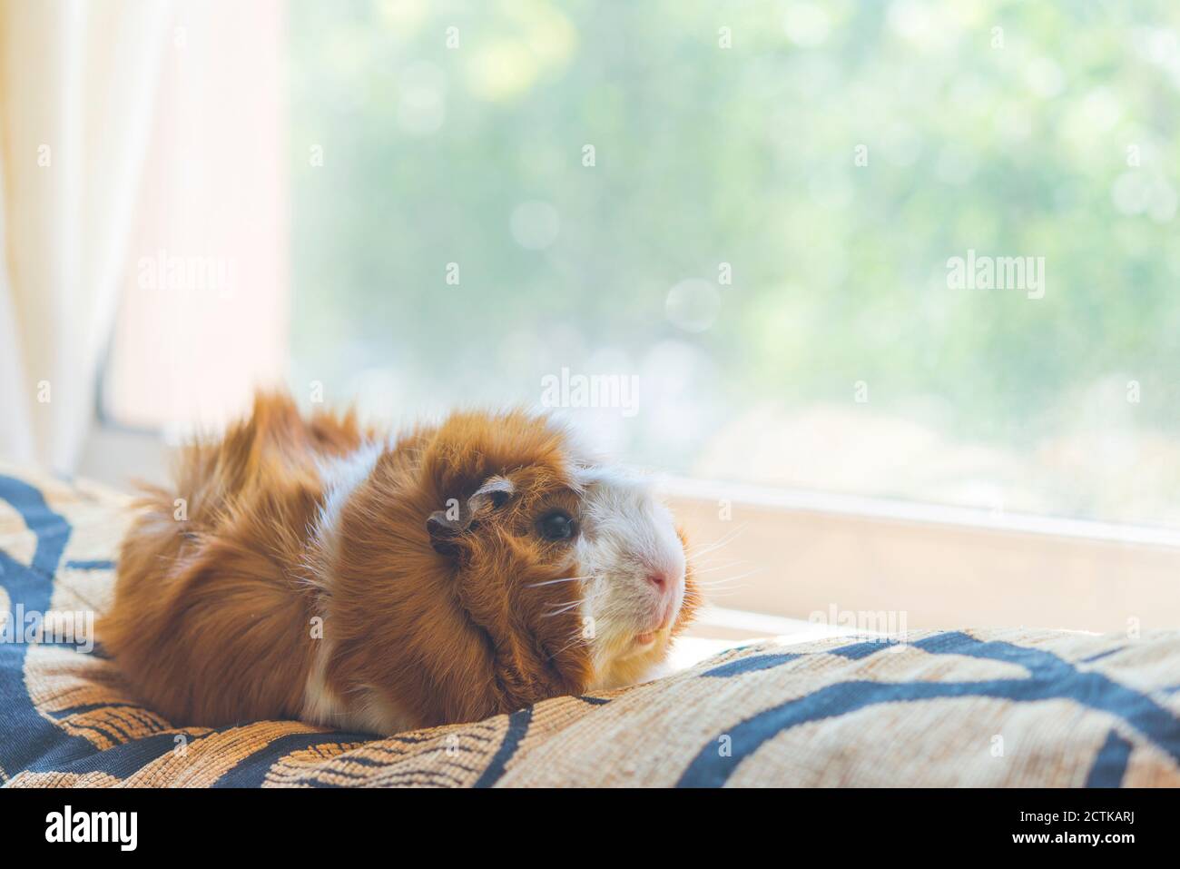 Close-up of cute guinea pig relaxing on bed by window at home Stock ...